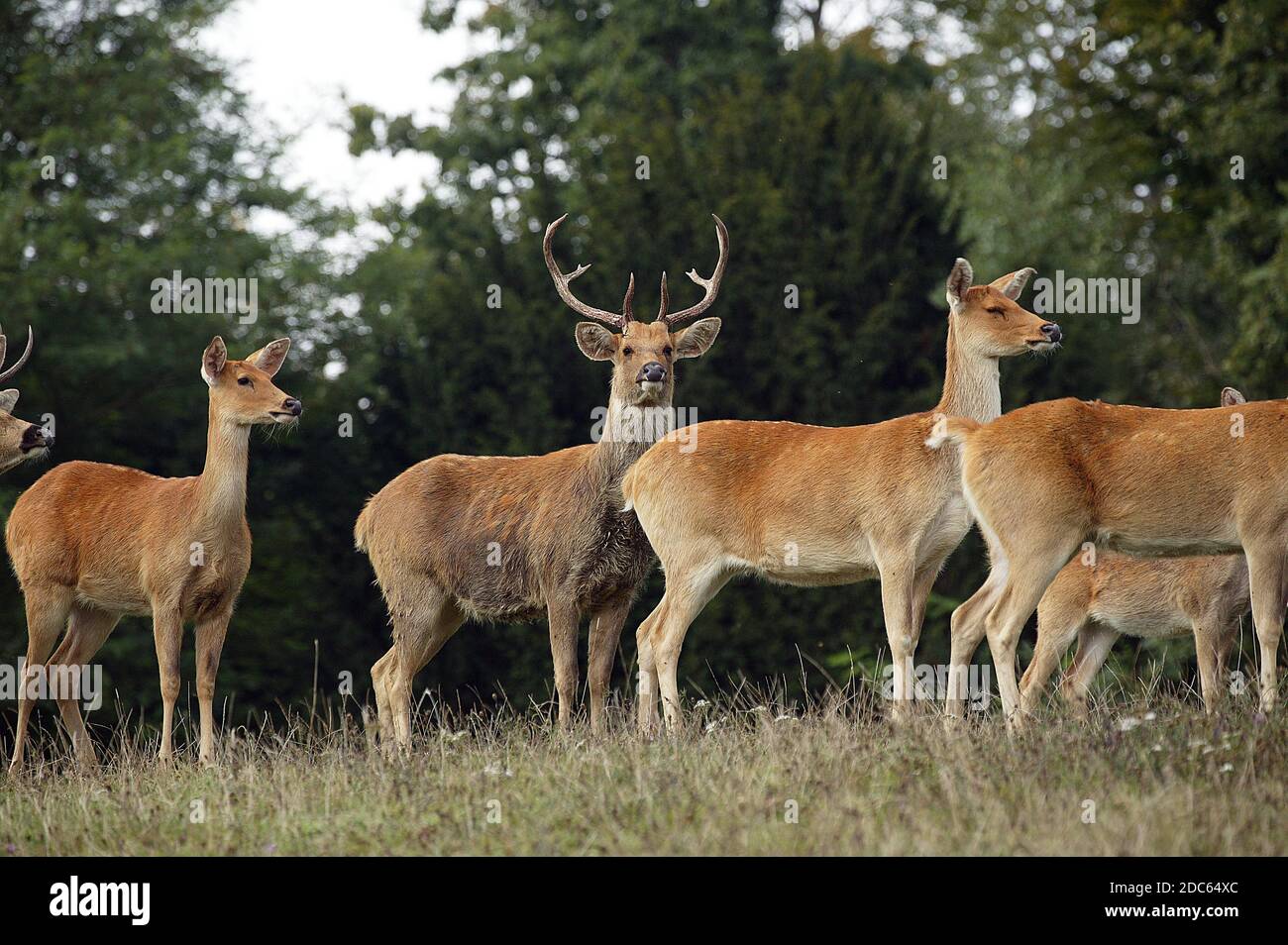 BARASINGHA DEER OR SWAMP DEER cervus duvauceli, MALE WITH FEMALES Stock ...