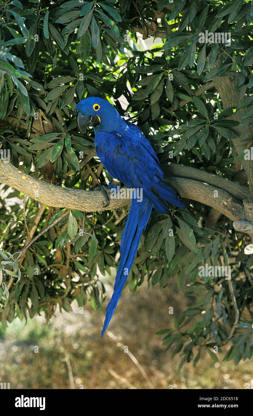 HYACINTH MACAW anodorhynchus hyacinthinus, ADULT STANDING ON BRANCH ...