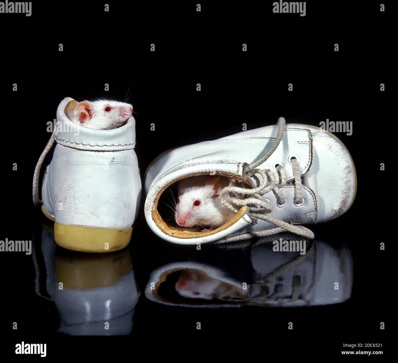 Domestic mouse in shoe hi-res stock photography and images - Alamy