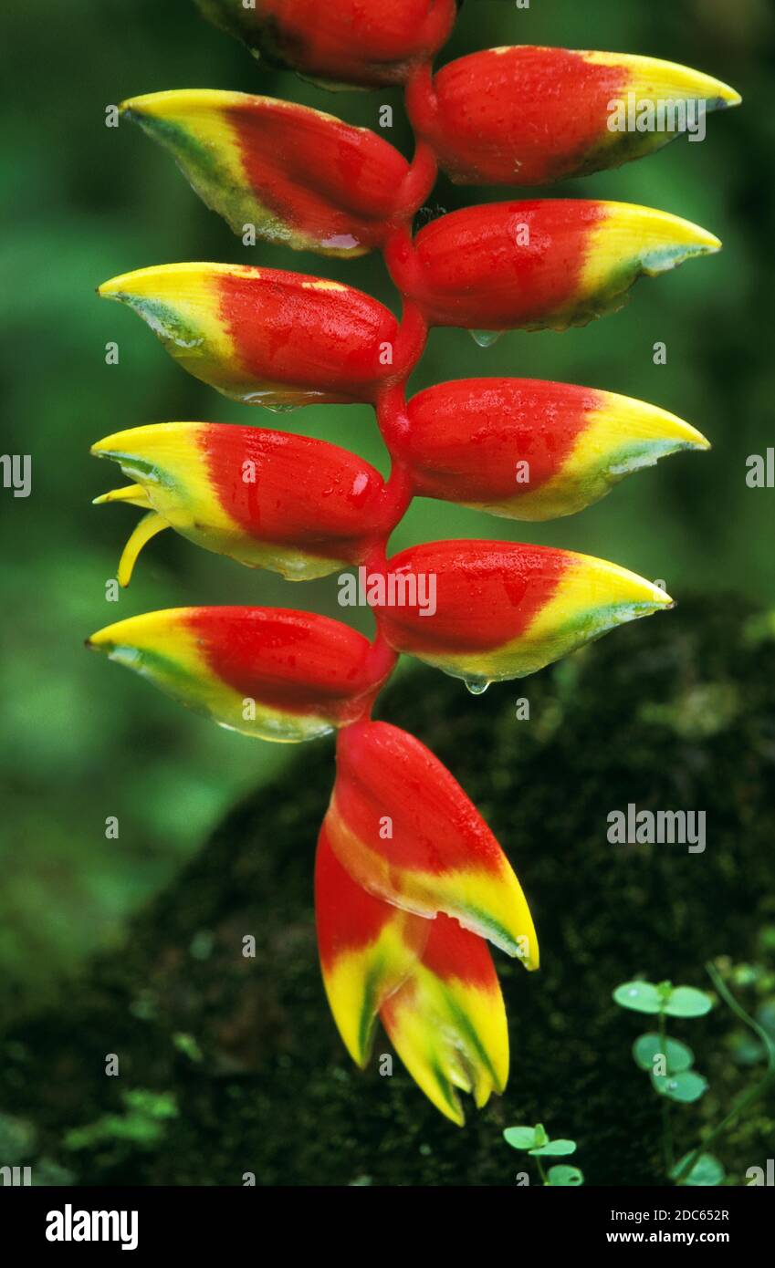 Vriesea psittacina hi-res stock photography and images - Alamy