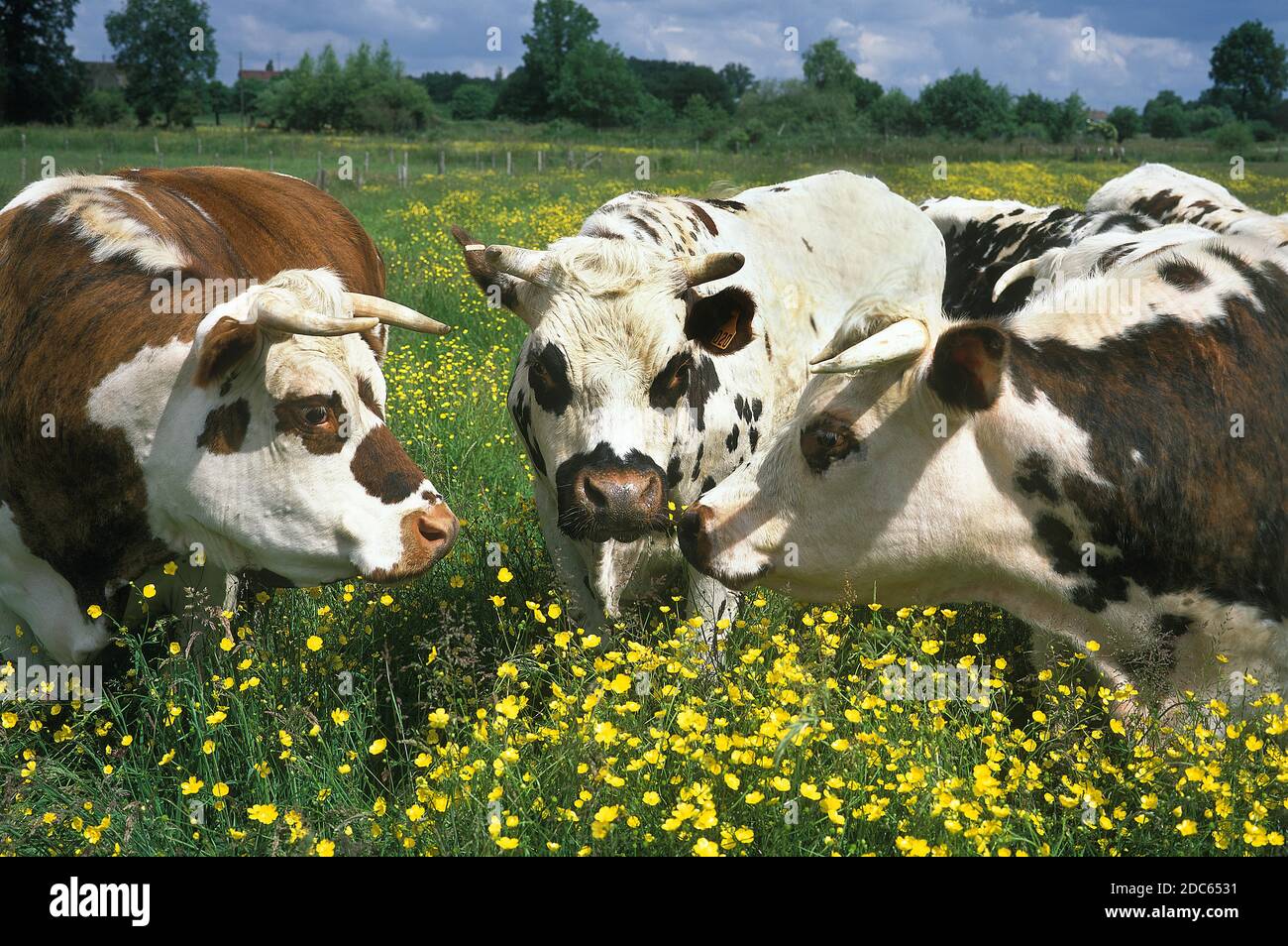 NORMANDY CATTLE, HERD STANDING IN YELLOW FLOWERS, NORMANDY Stock Photo ...