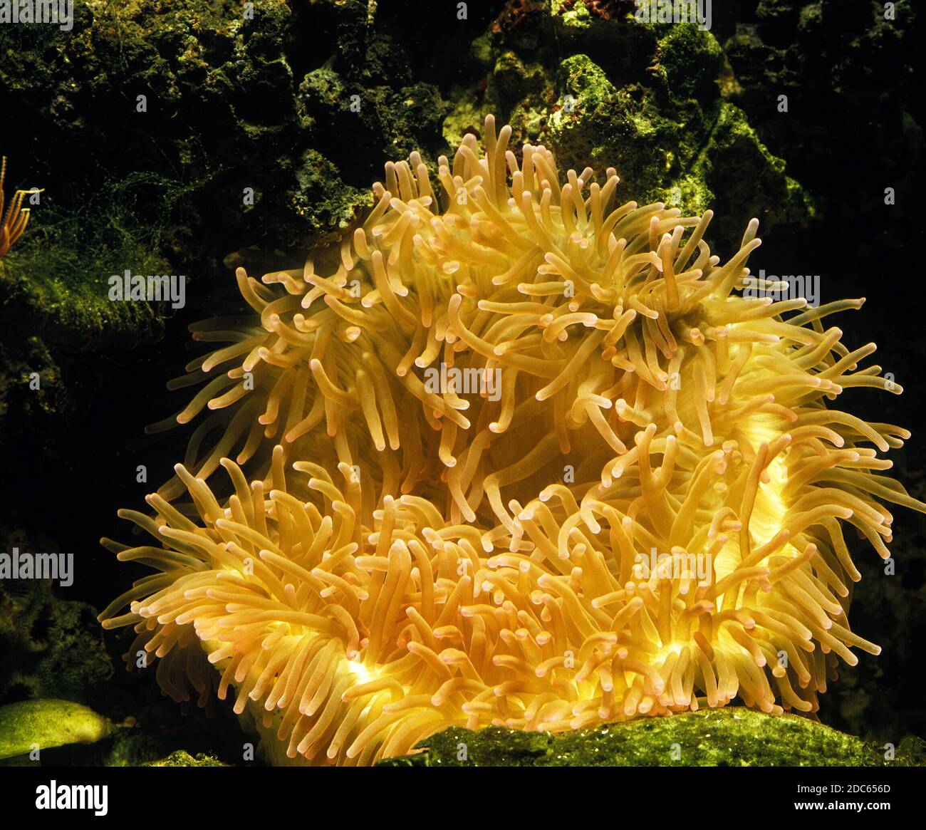 Sea anemone color sea hi-res stock photography and images - Alamy