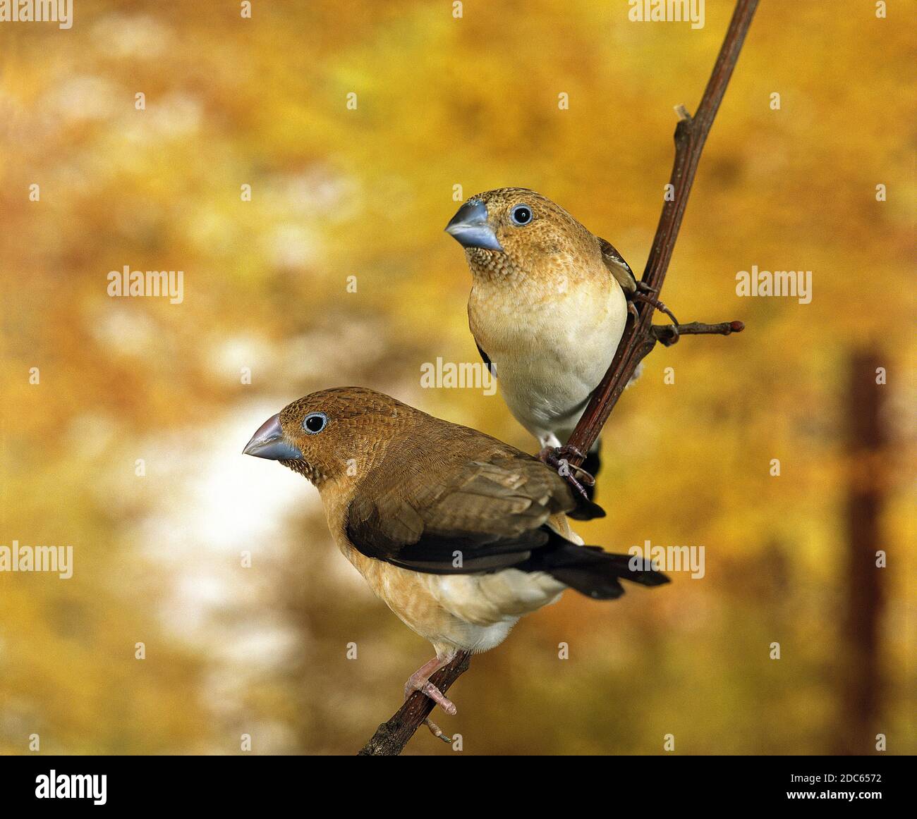 AFRICAN SILVERBILL lonchura cantans, PAIR STANDING ON BRANCH Stock ...