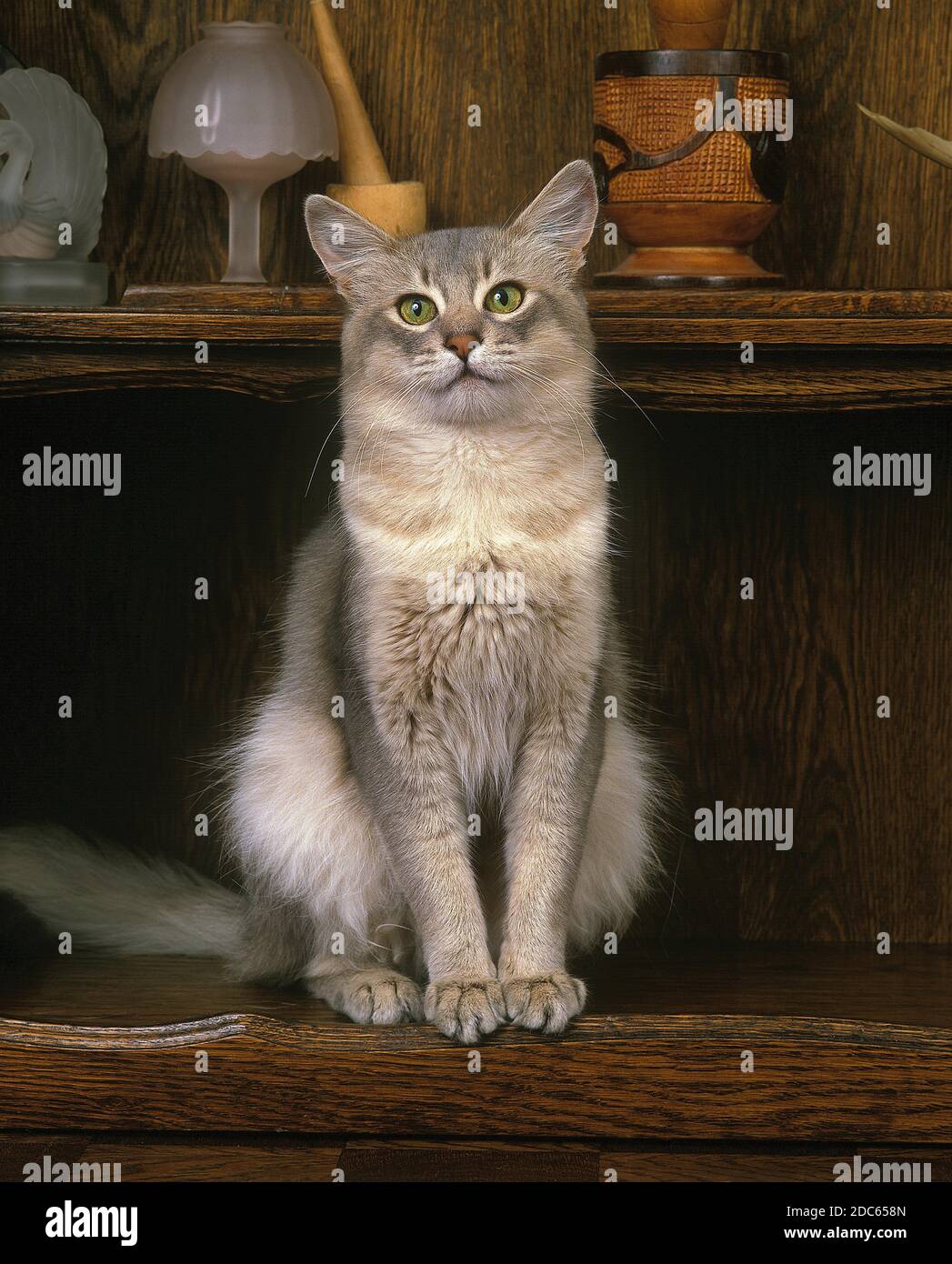 BLUE SOMALI DOMESTIC CAT, ADULT SITTING ON SIDEBOARD Stock Photo - Alamy