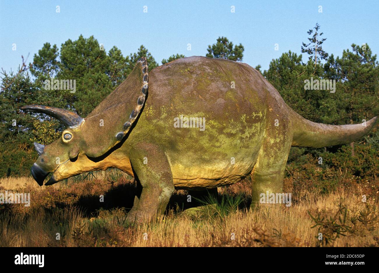 TRICERATOPS, HERBIVOROUS CERATOPSID DINOSAUR WHICH LIVED IN NORTH ...