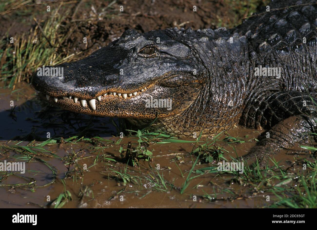 AMERICAN ALLIGATOR alligator mississipiensis, PORTRAIT OF ADULT Stock ...