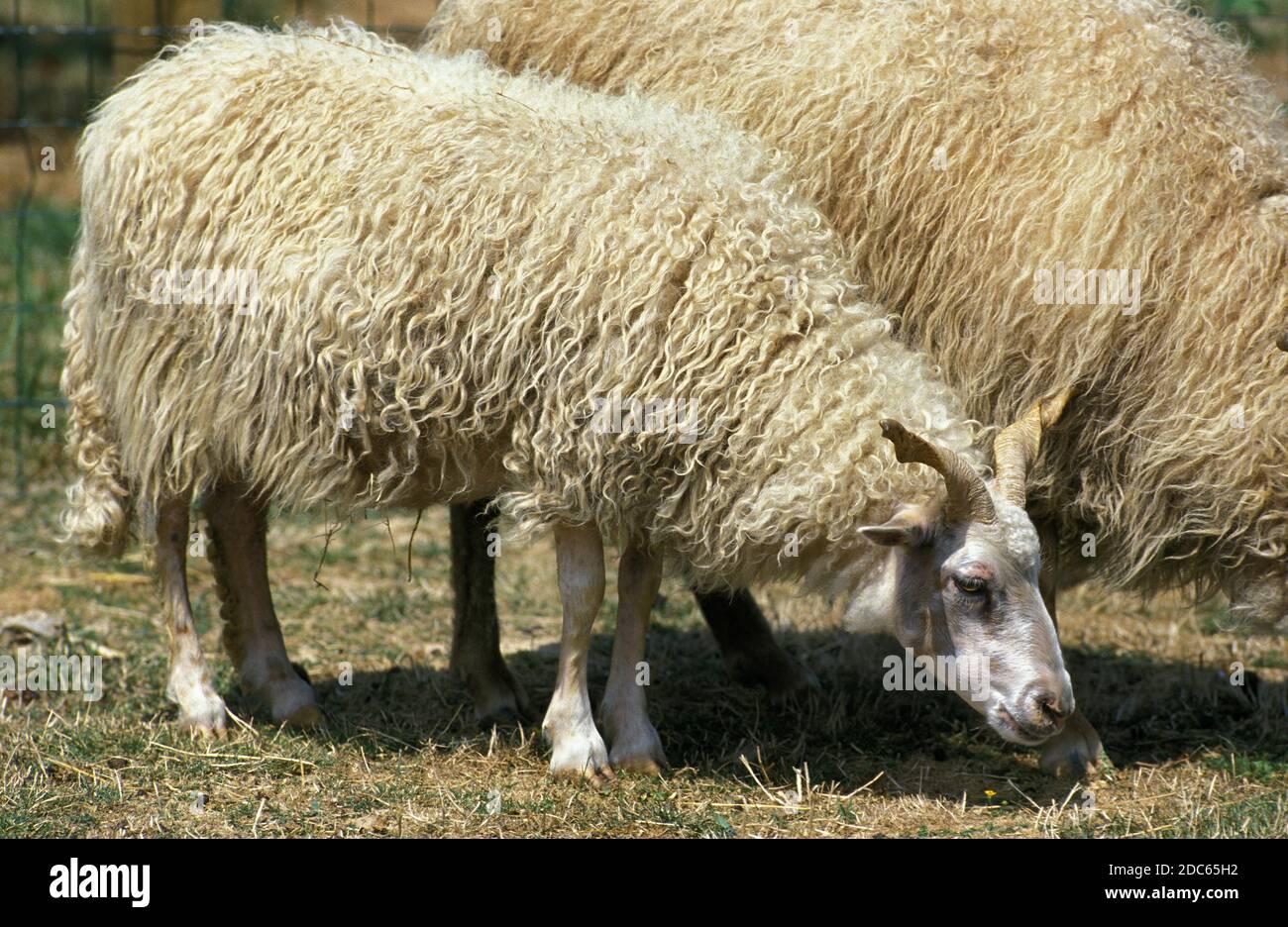 Racka sheep breed hi-res stock photography and images - Alamy