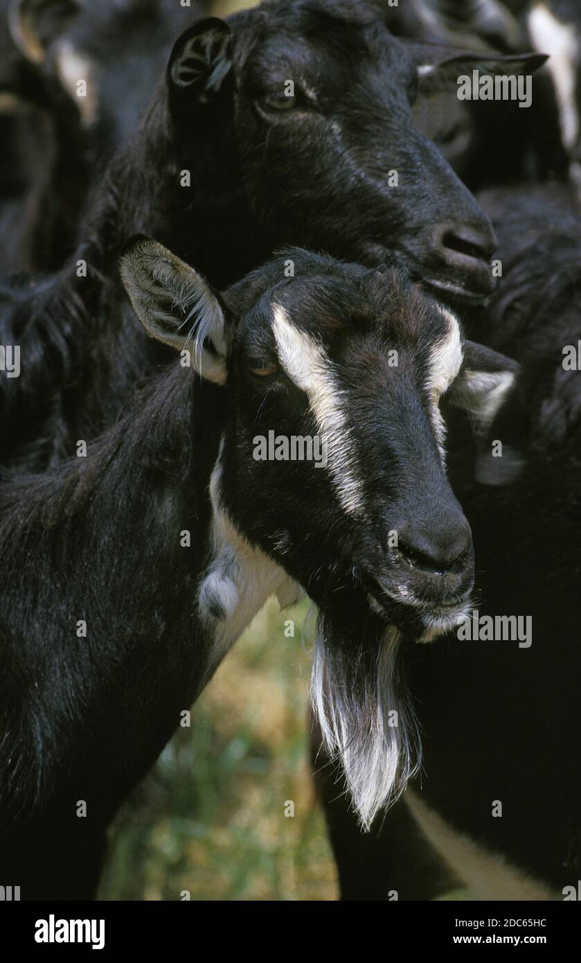 POITEVINE GOAT, A FRENCH BREED, PORTRAIT OF ADULT Stock Photo - Alamy