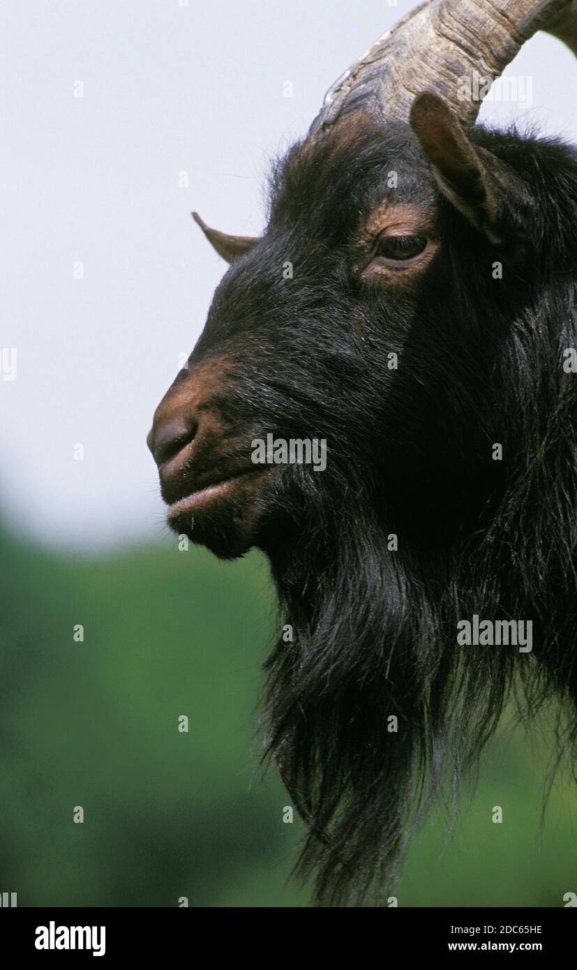 POITEVINE GOAT, A FRENCH BREED, PORTRAIT OF BILLY GOAT Stock Photo - Alamy