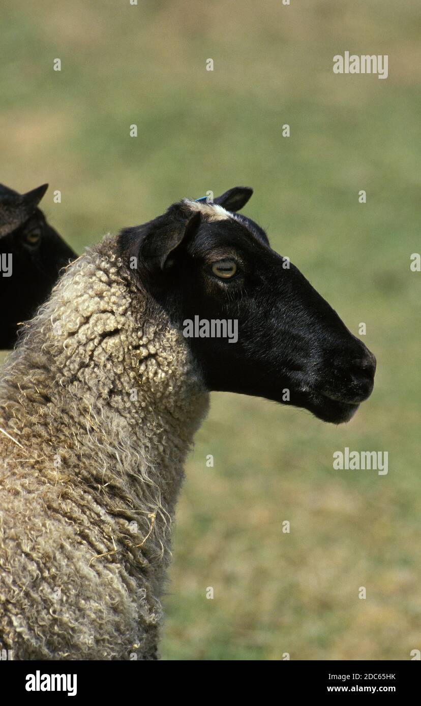 ROMANOV SHEEP, A BREED FROM RUSSIA, PORTRAIT OF ADULT Stock Photo - Alamy