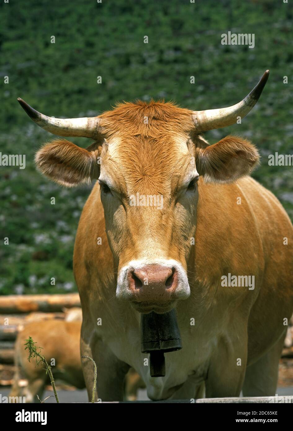 FRENCH CATTLE CALLED BLONDE D'AQUITAINE, COW WITH BELL Stock Photo - Alamy