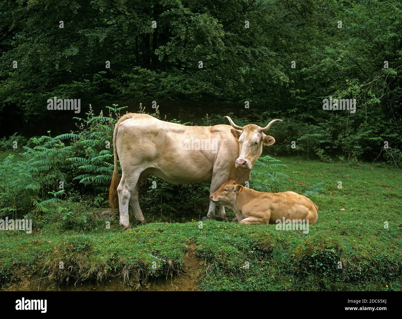 Pyrenean Breed Cattle High Resolution Stock Photography and Images - Alamy