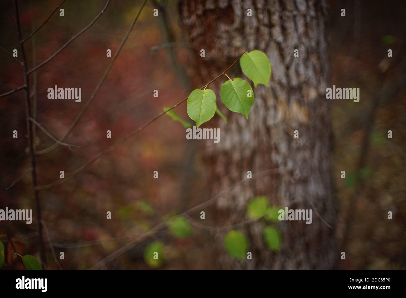 Three green leaves hang on a branch near tree trunk Stock Photo - Alamy