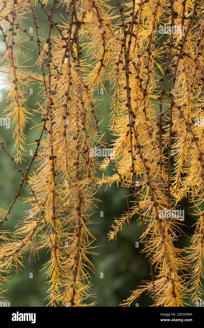 Larix decidua twig hi-res stock photography and images - Alamy