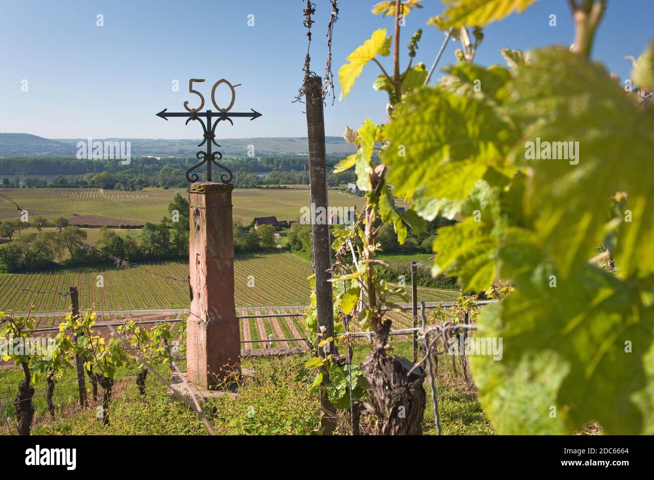 geography / travel, Germany, Hesse, Geisenheim, vineyard in front of ...