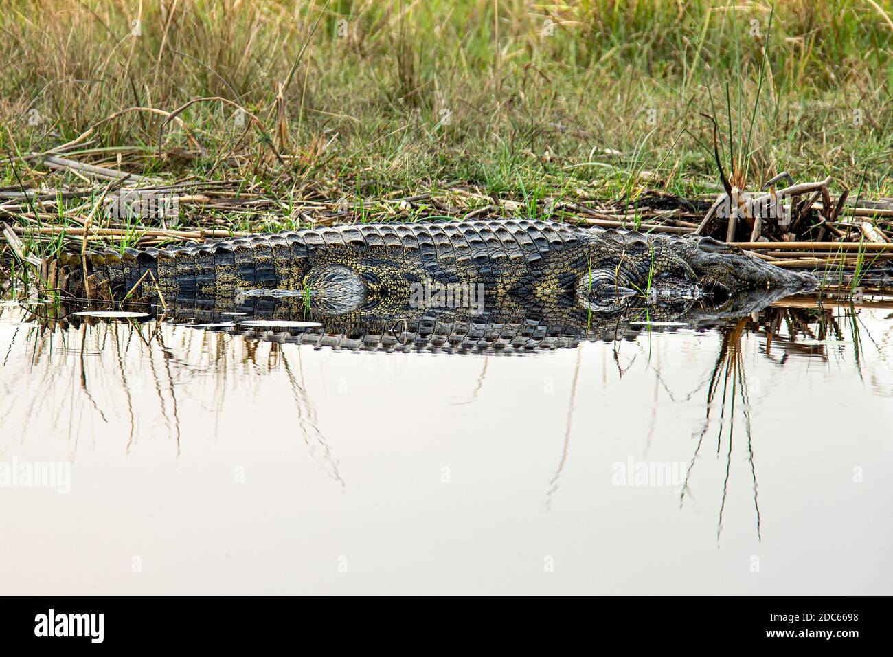Beautiful crocodile hi-res stock photography and images - Alamy