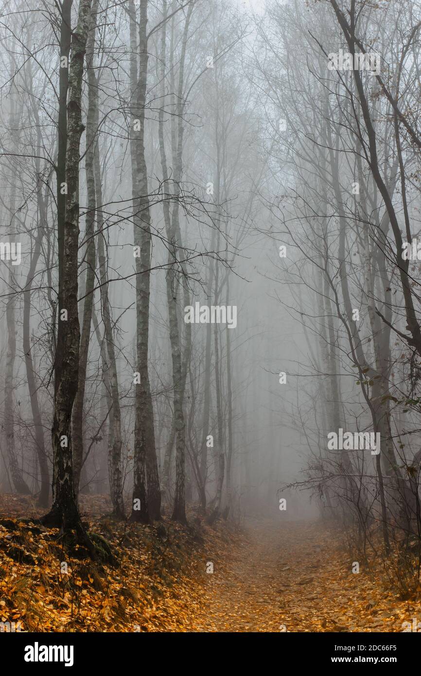 Path scenery in scary misty forest. Colorful landscape with foggy ...