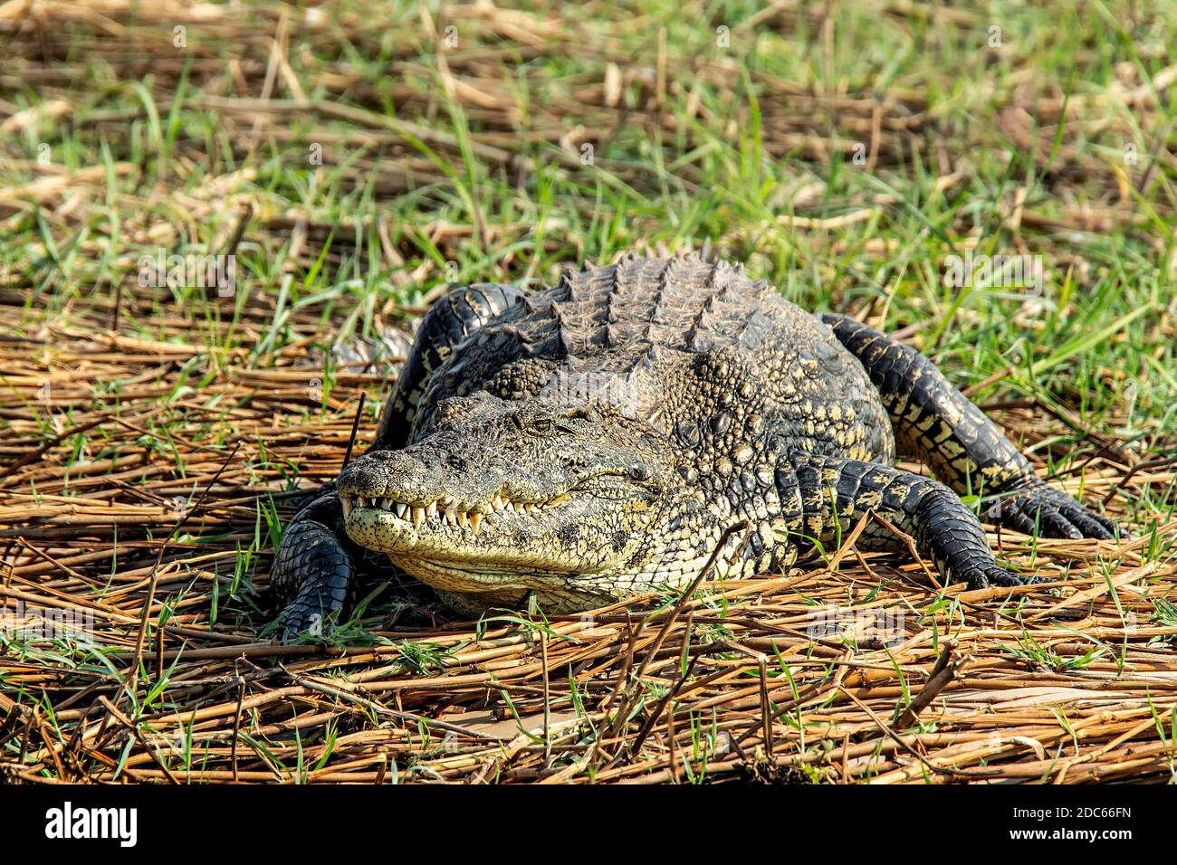 Nile Crocodile sitting on dead reeds by the Zambezi Stock Photo - Alamy