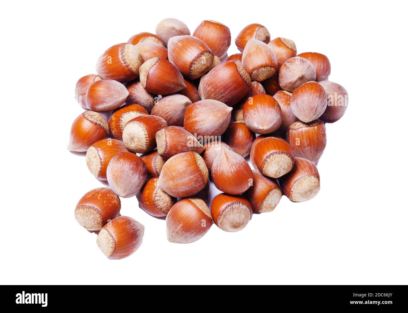 nuts hazelnuts, in shell isolated on white background Stock Photo - Alamy