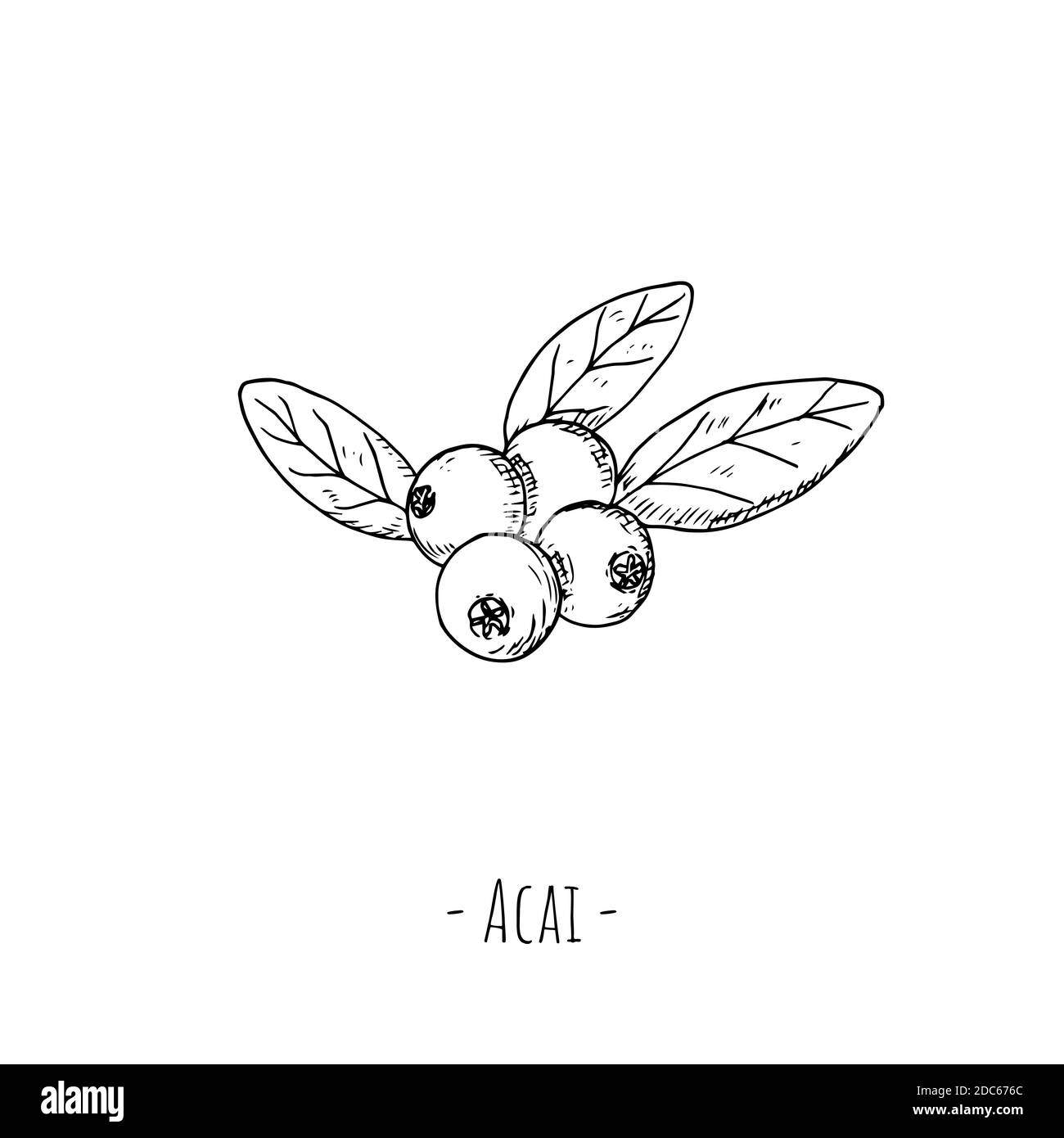 Acai berries. Isolated objects on white. Vector cartoon illustration ...