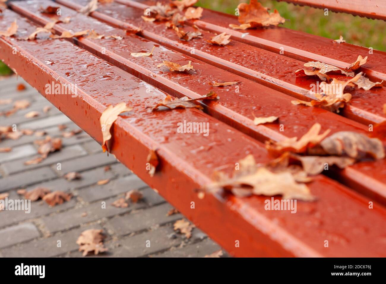A park bench with autumn leaves and water drops. Brown bench planks ...