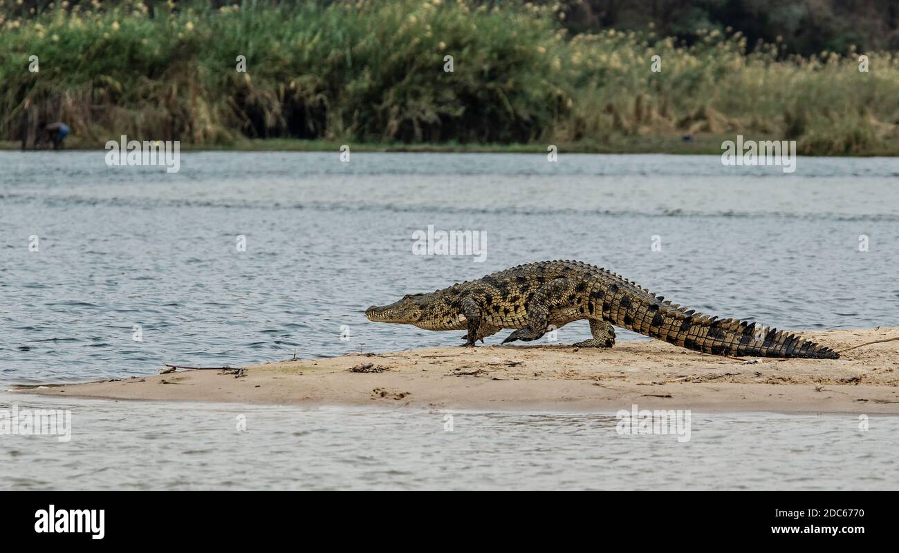 Nile crocodile crocodylus niloticus walking hi-res stock photography ...