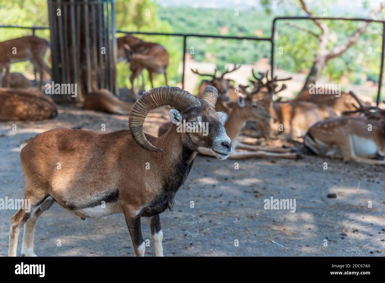 Animals from the Fasano safari zoo. Puglia Stock Photo - Alamy
