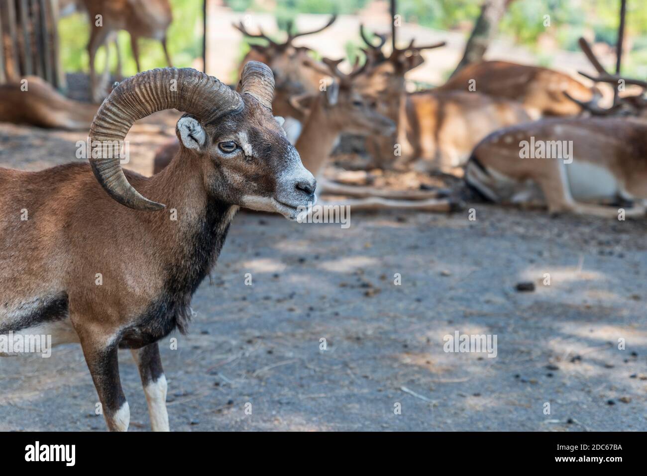 Animals from the Fasano safari zoo. Puglia Stock Photo - Alamy
