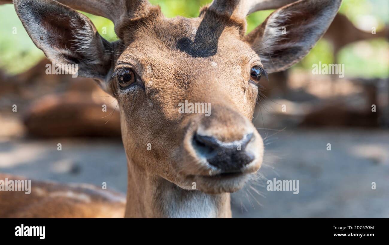 Animals from the Fasano safari zoo. Puglia Stock Photo - Alamy