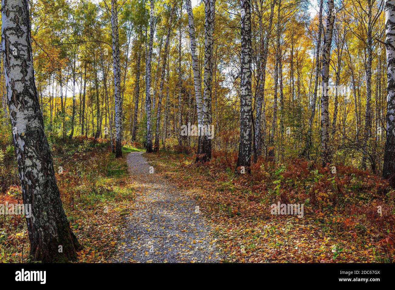 Red pine birch tree hi-res stock photography and images - Alamy