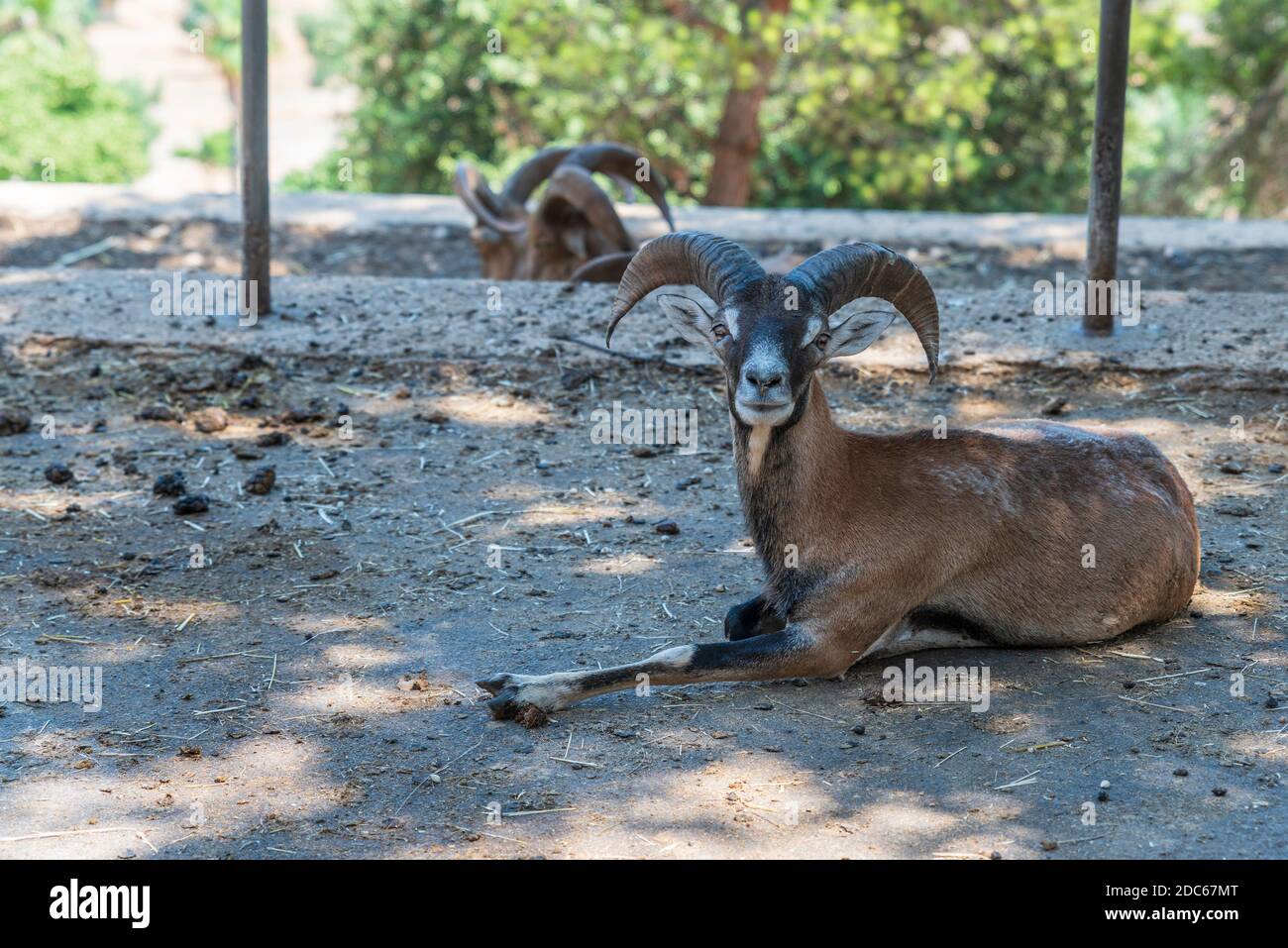 Animals from the Fasano safari zoo. Puglia Stock Photo - Alamy