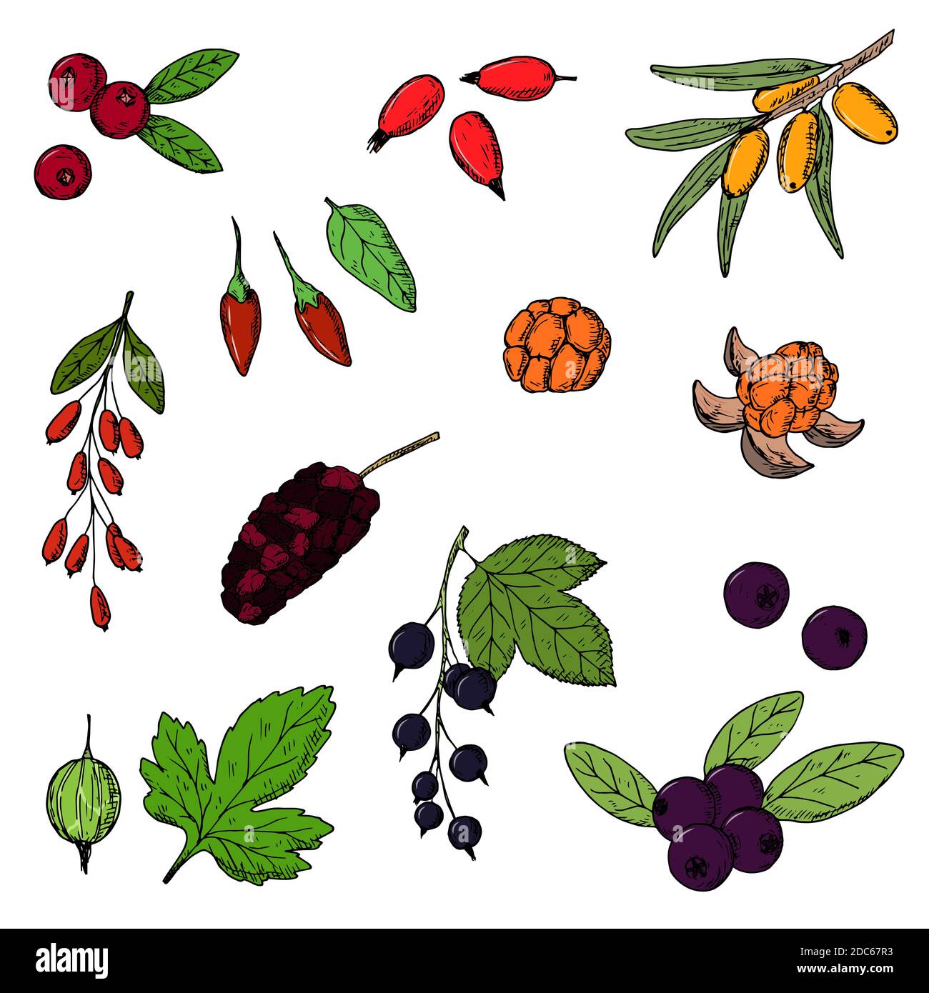 Berries. Vector cartoon illustrations. Isolated objects on a white ...