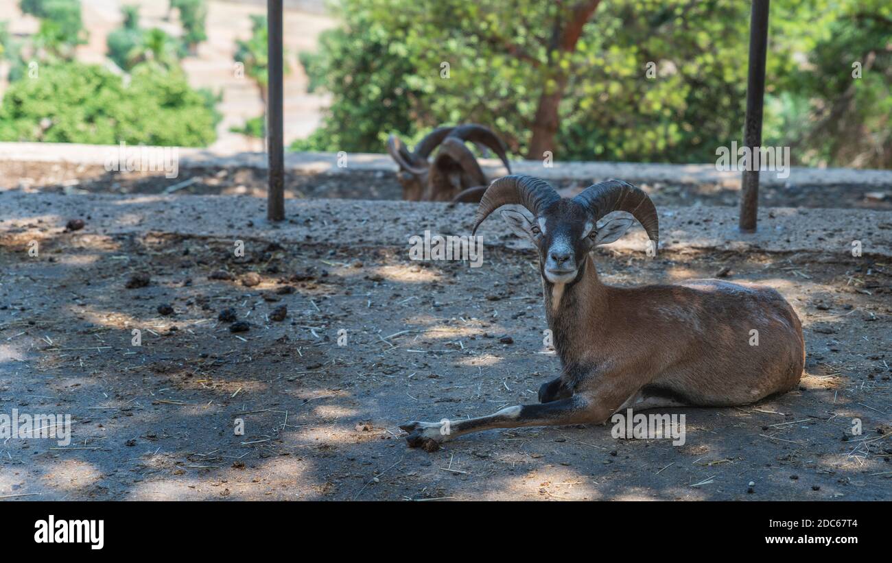 Animals from the Fasano safari zoo. Puglia Stock Photo - Alamy