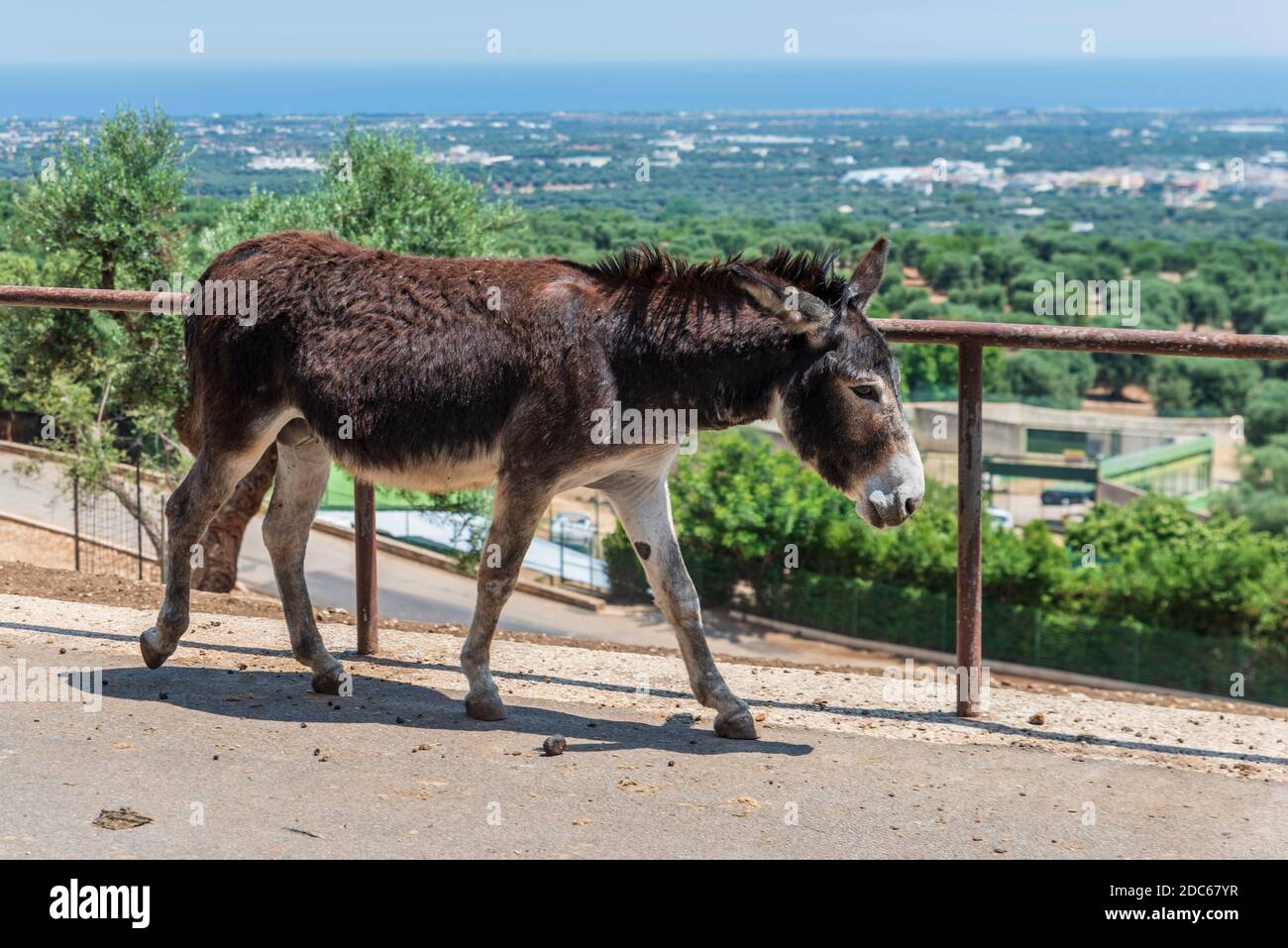 Animals from the Fasano safari zoo. Puglia Stock Photo - Alamy