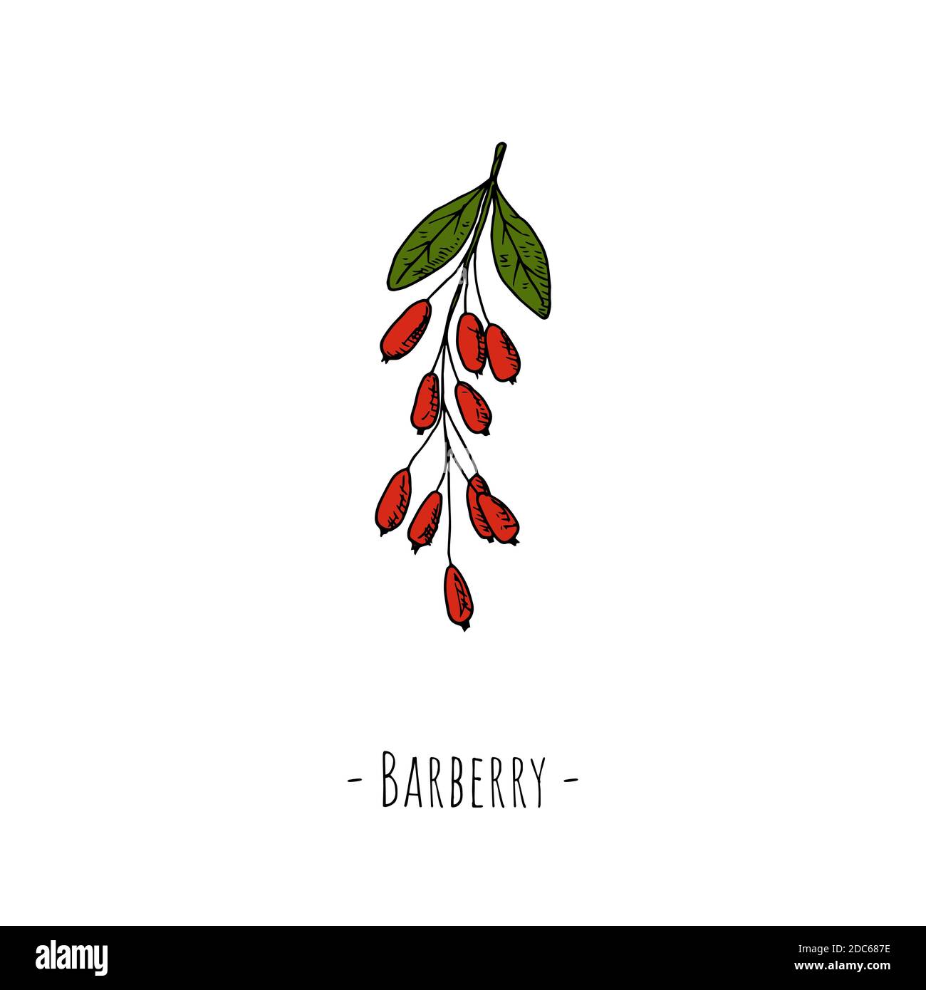 Berberis vulgaris botanical illustration Cut Out Stock Images ...