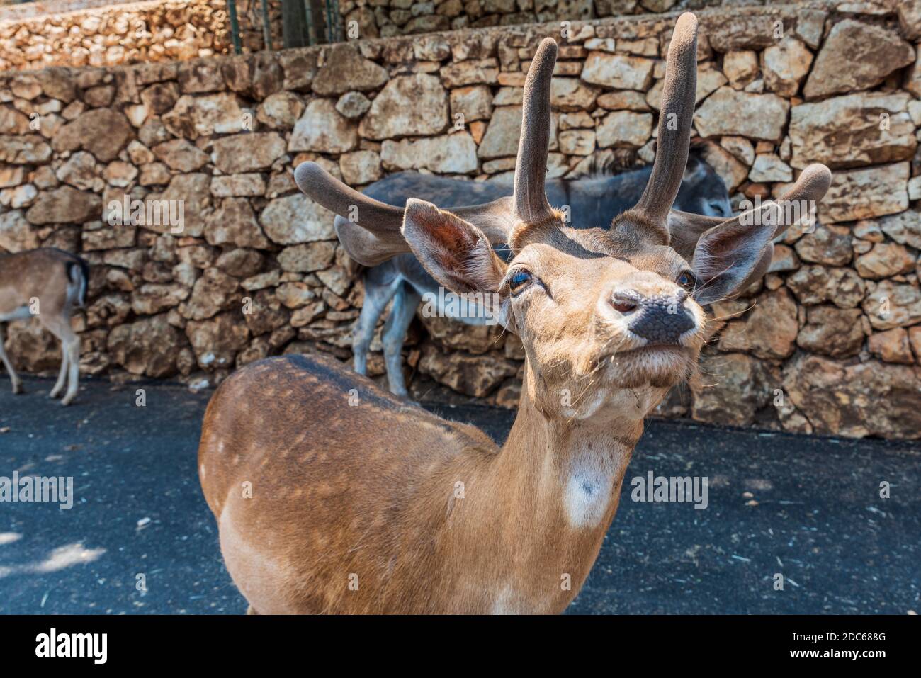 Animals from the Fasano safari zoo. Puglia Stock Photo - Alamy