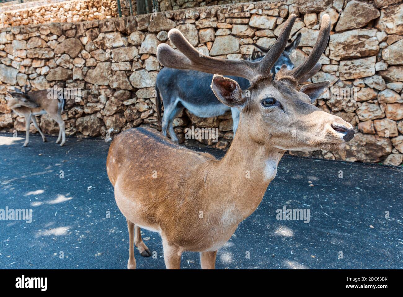 Animals from the Fasano safari zoo. Puglia Stock Photo - Alamy