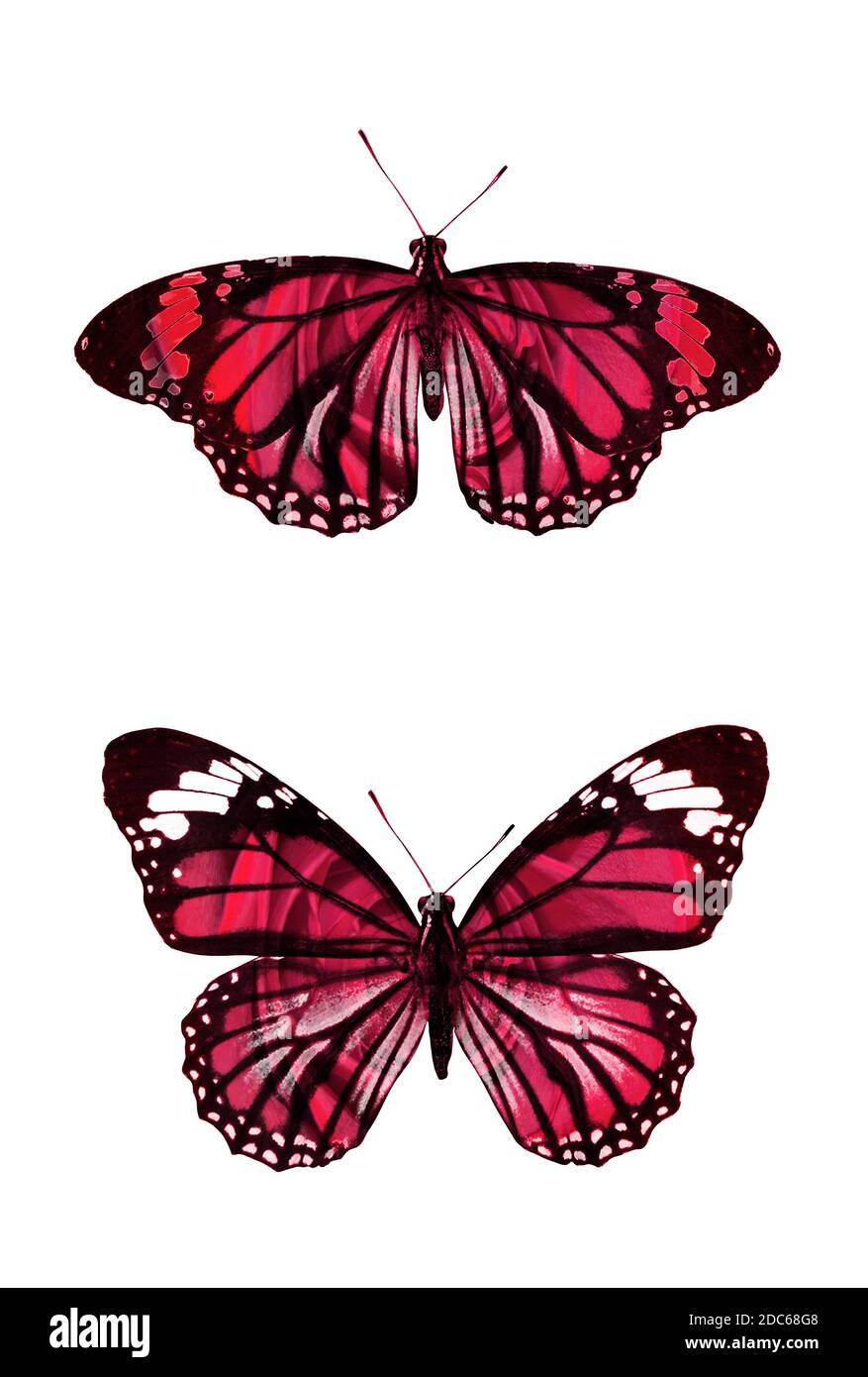 butterfly with a pattern of roses on the wings. isolated on white ...