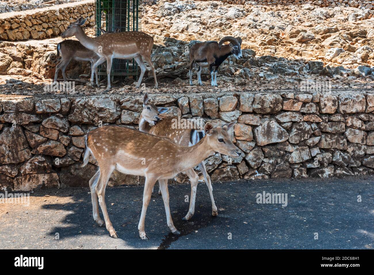 Animals from the Fasano safari zoo. Puglia Stock Photo - Alamy