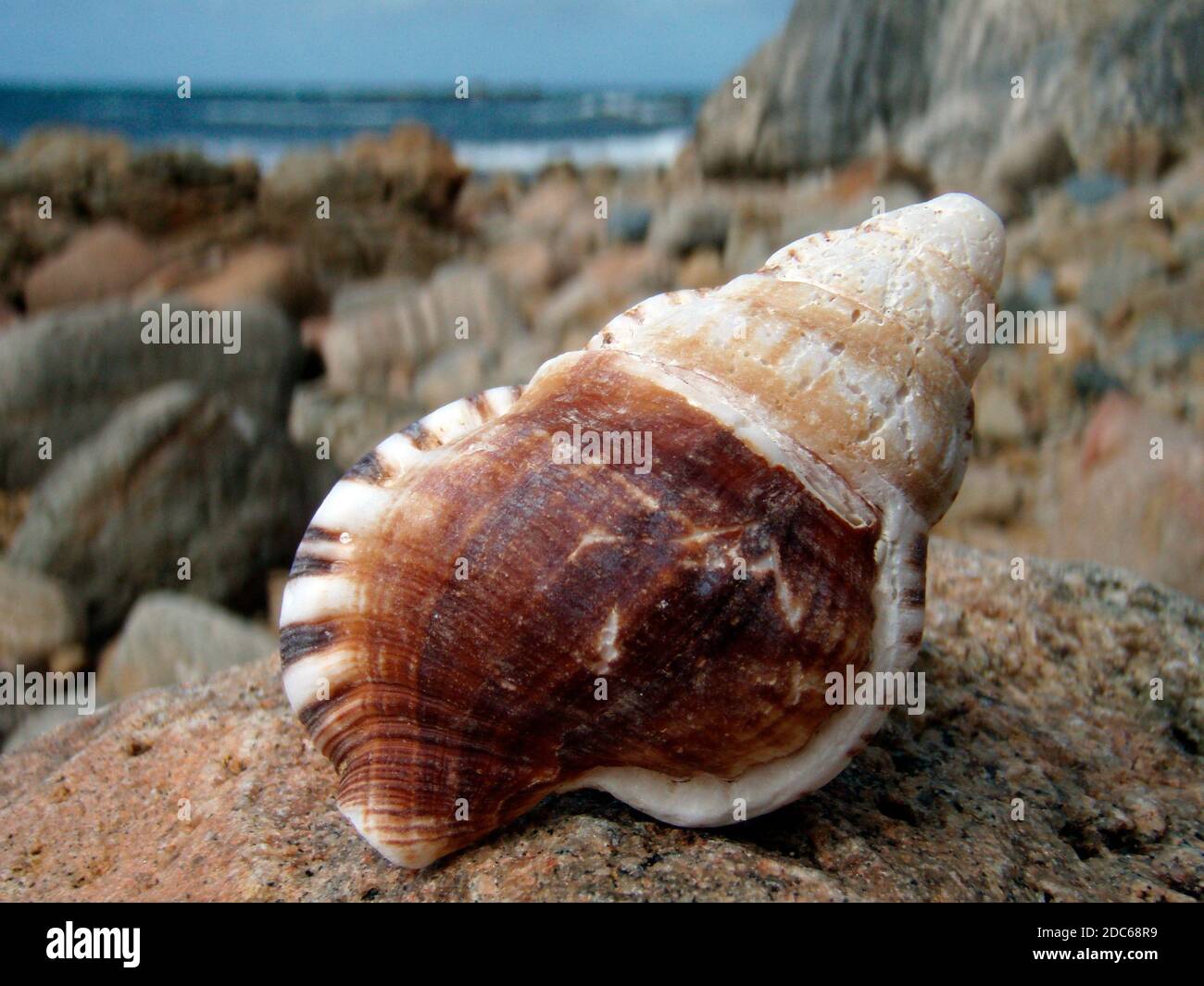 Subject seashells hi-res stock photography and images - Alamy