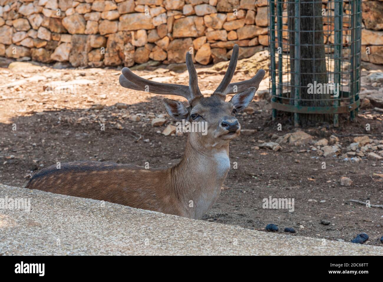 Animals from the Fasano safari zoo. Puglia Stock Photo - Alamy