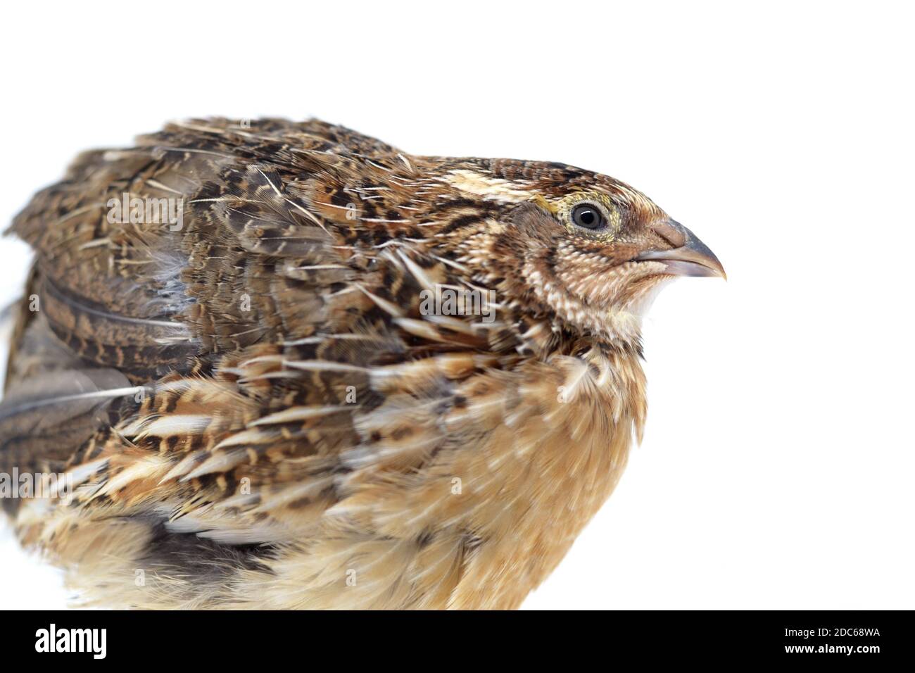 Profile of a quail isolated on white background Stock Photo - Alamy