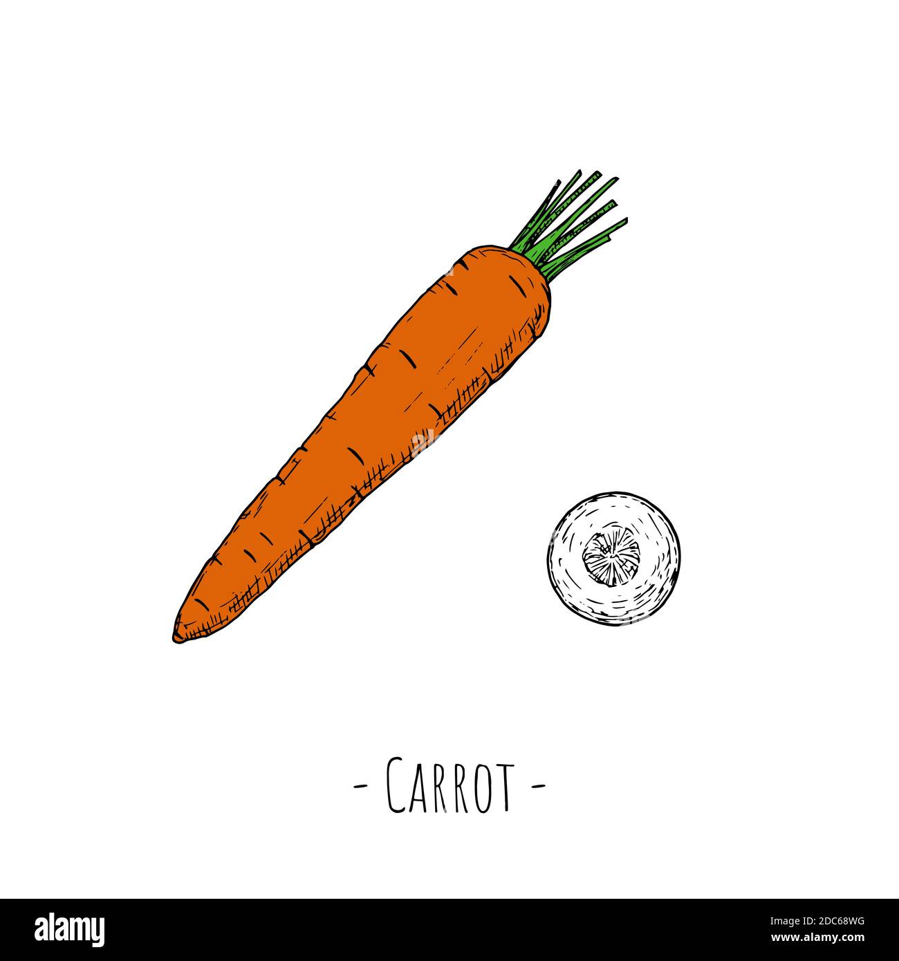 Whole carrot and carrot slice. Vector cartoon illustrations. Isolated ...