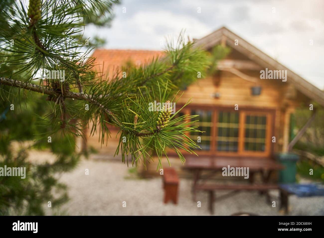 Green spruce real hi-res stock photography and images - Alamy