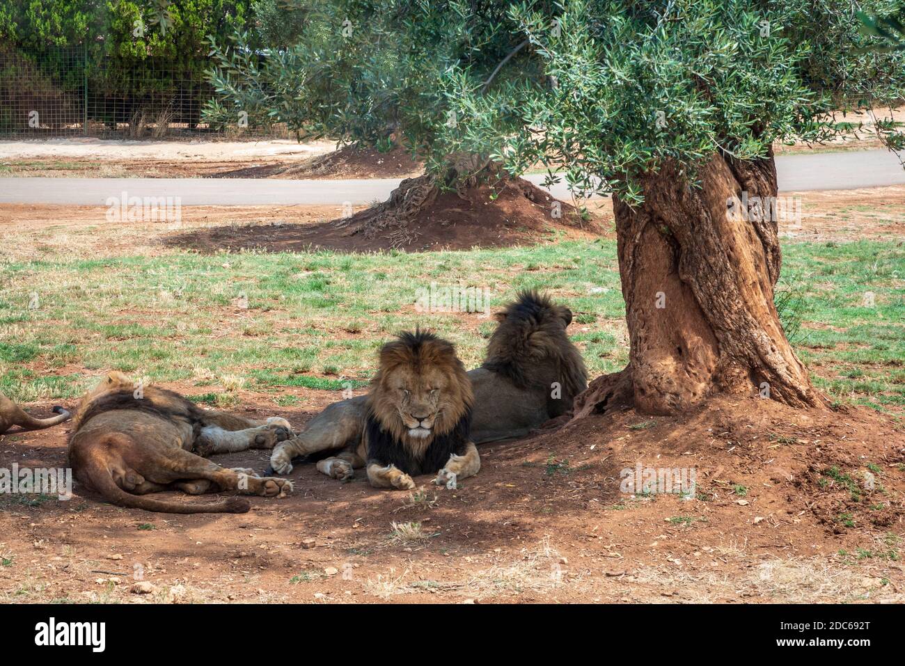 Animals from the Fasano safari zoo. Puglia Stock Photo - Alamy