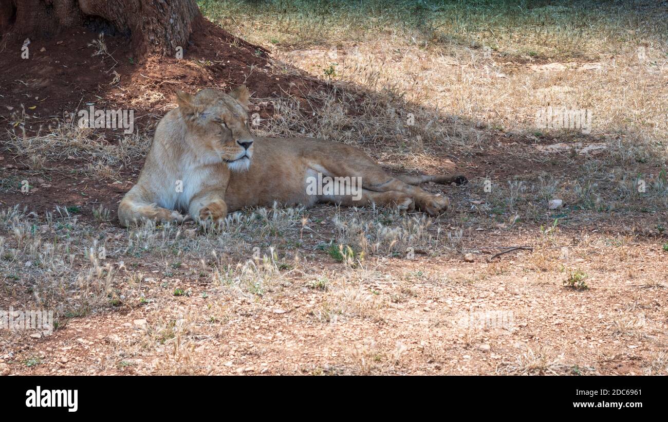 Animals from the Fasano safari zoo. Puglia Stock Photo - Alamy