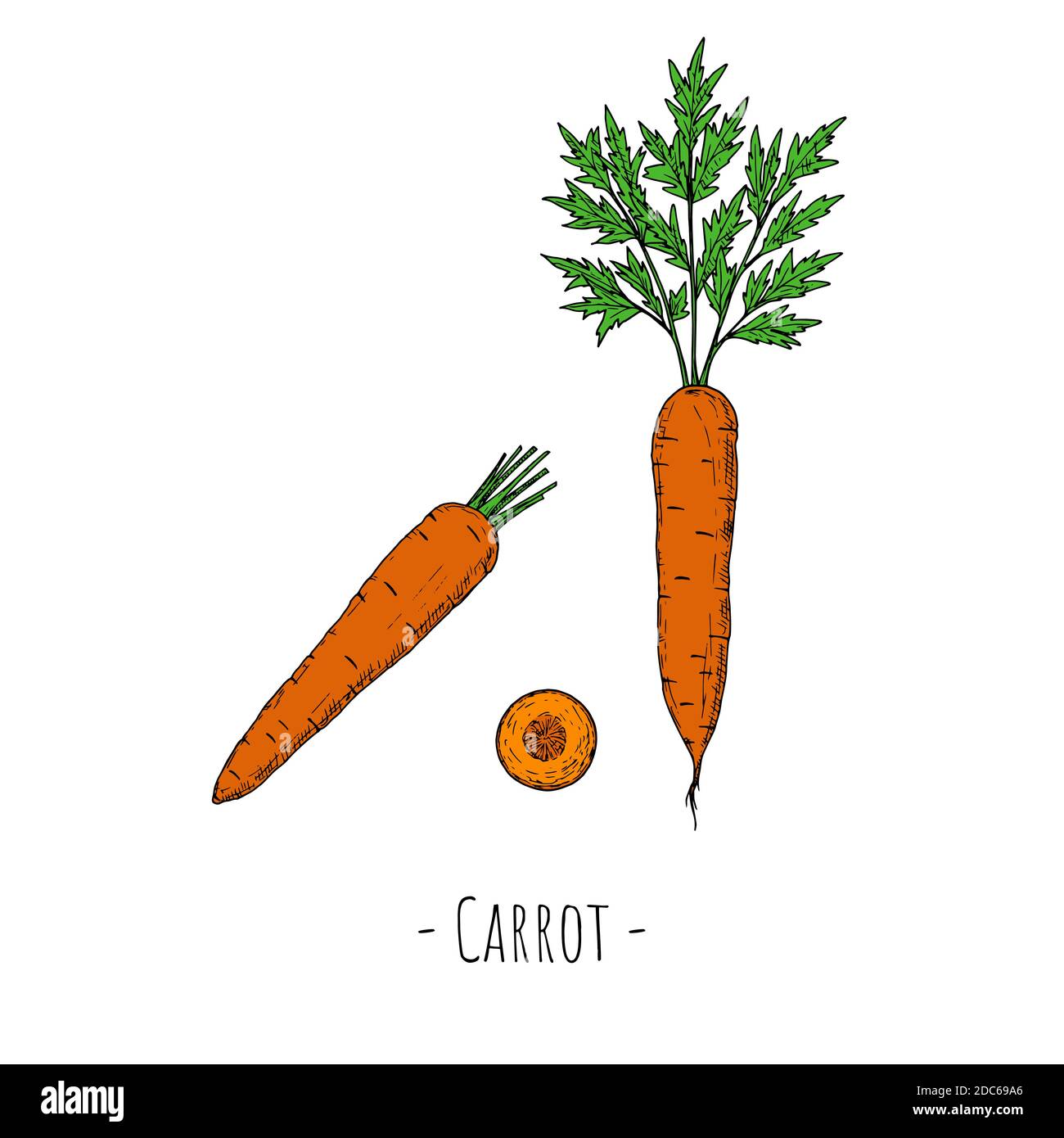 Whole carrots and carrot slice. Vector cartoon illustrations. Isolated ...