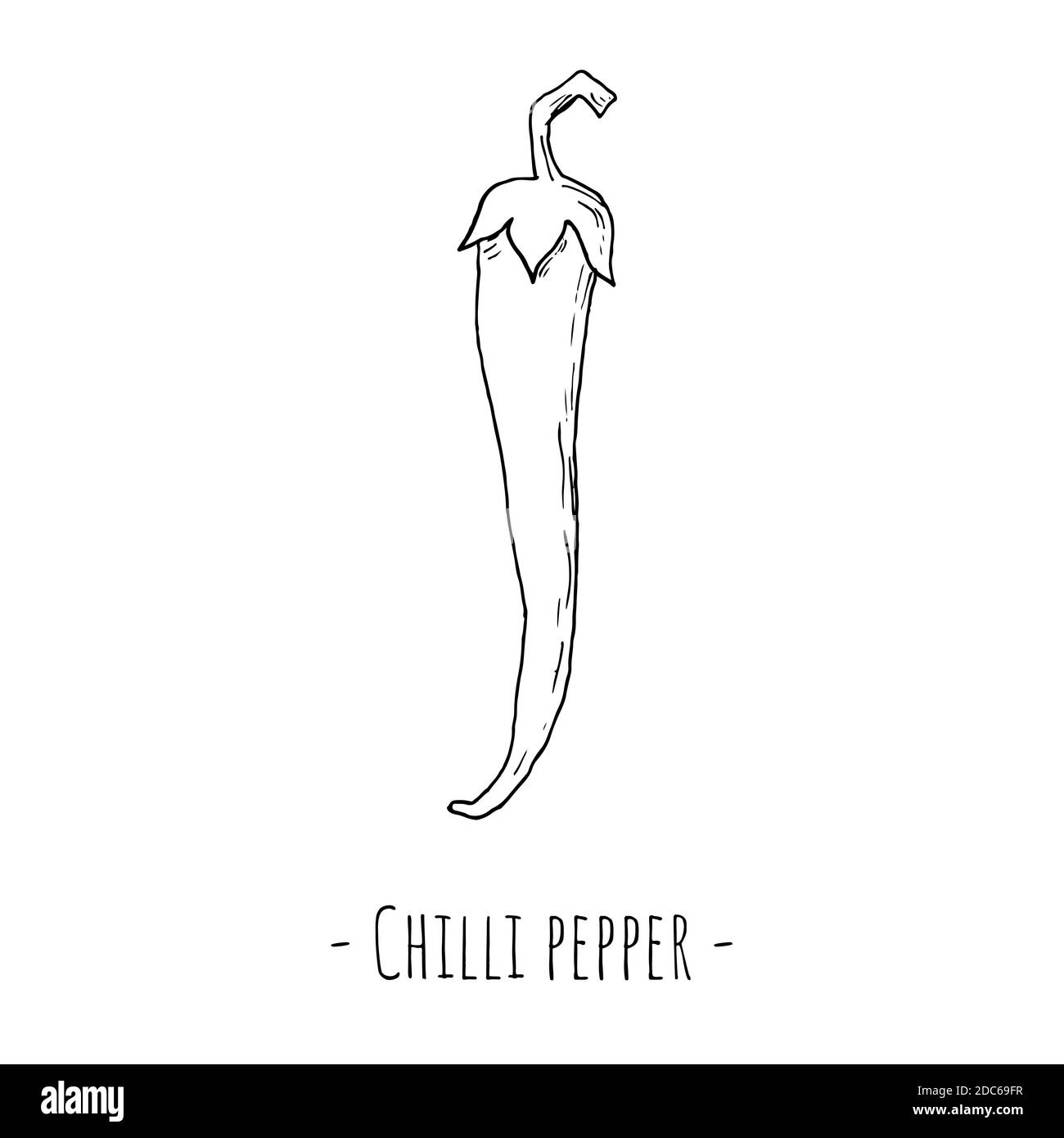 Chilli pepper. Isolated on white. Vector illustration. Hand-drawn style ...