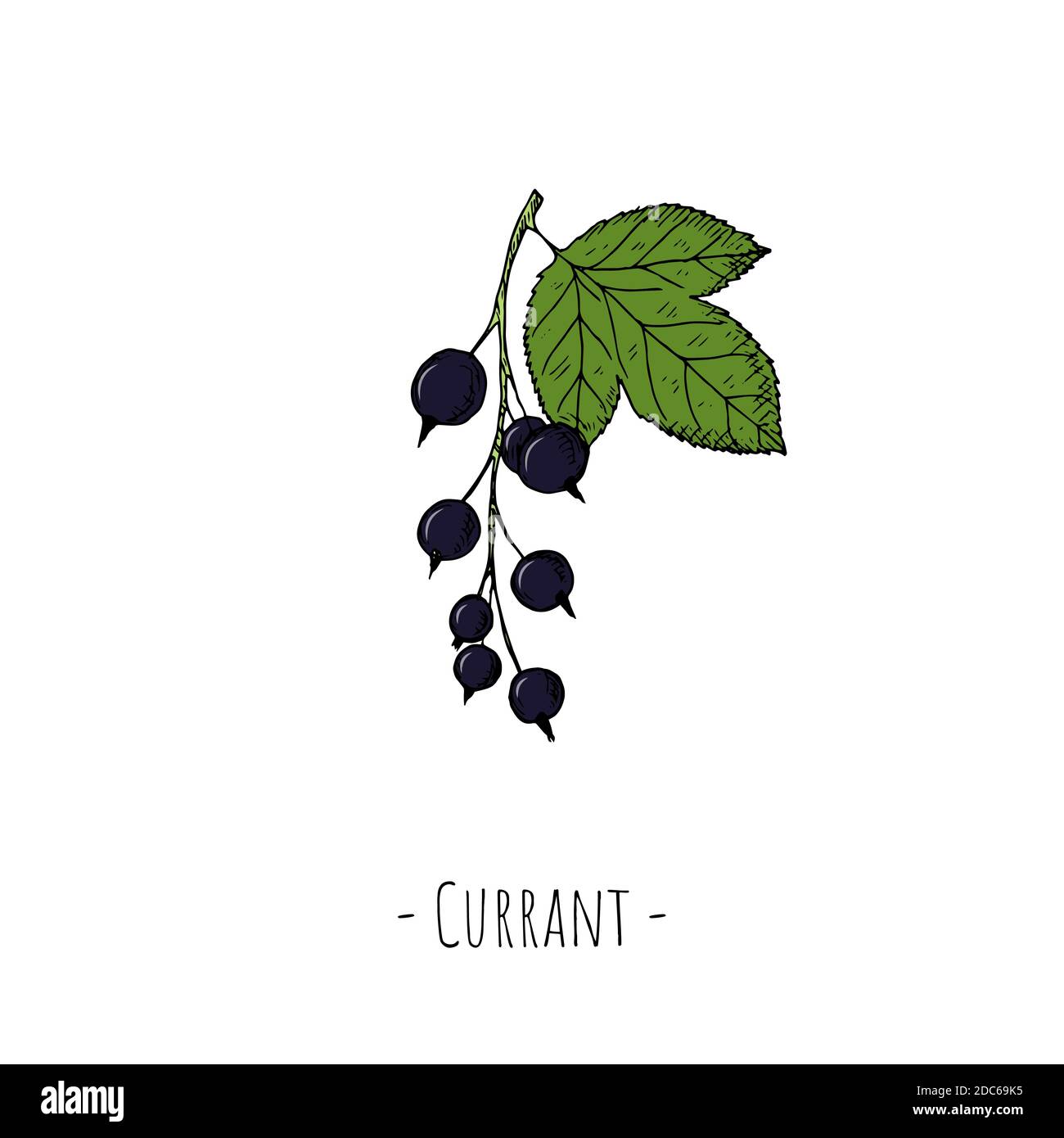 Black currant. Isolated object on white. Vector cartoon illustration ...