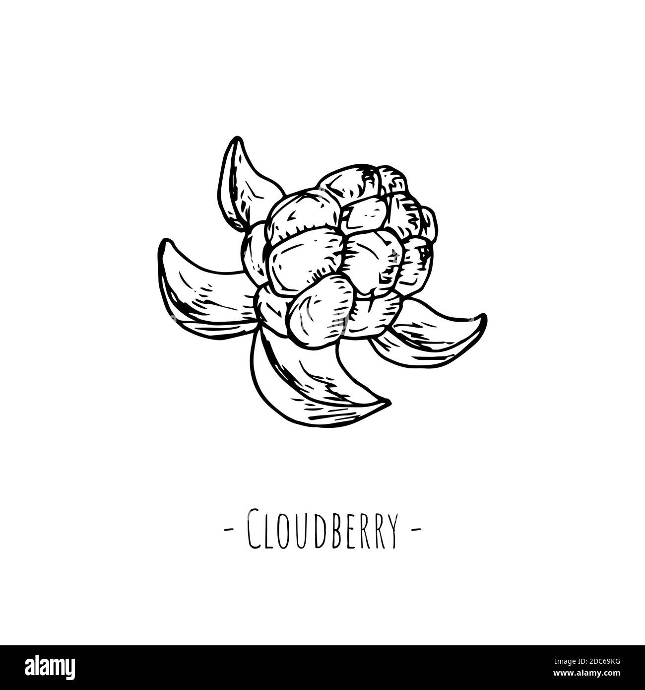 Cloudberry. Isolated object on white. Vector cartoon illustration. Hand ...